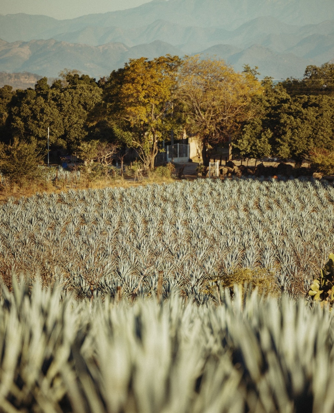 Descubre la magia detrás de The Lost Explorer Mezcal - Marie Claire México