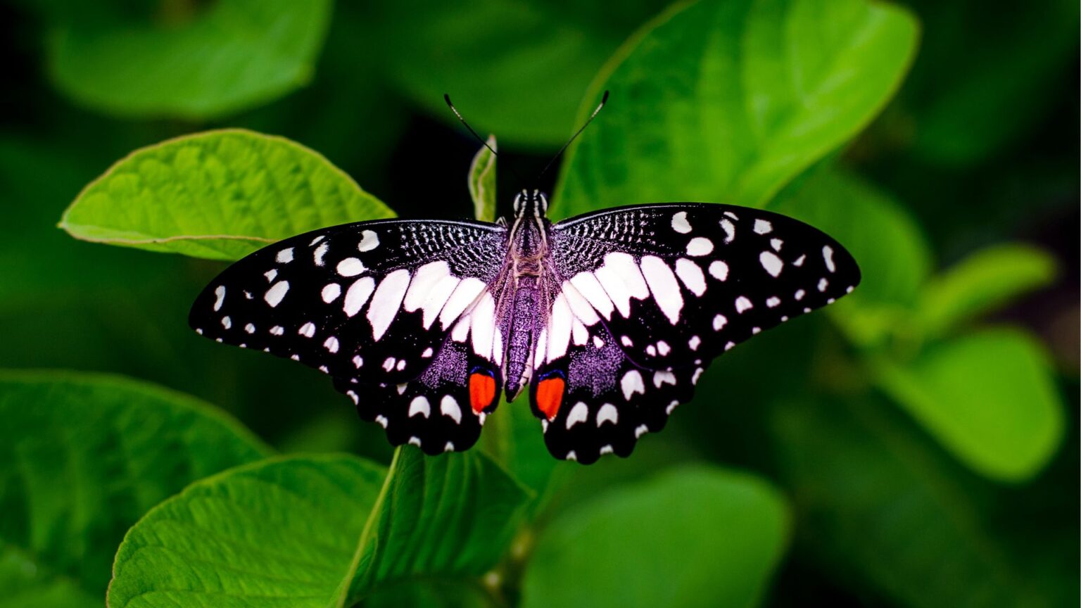 ¿Qué significa que aparezcan mariposas? Explicación y mensajes