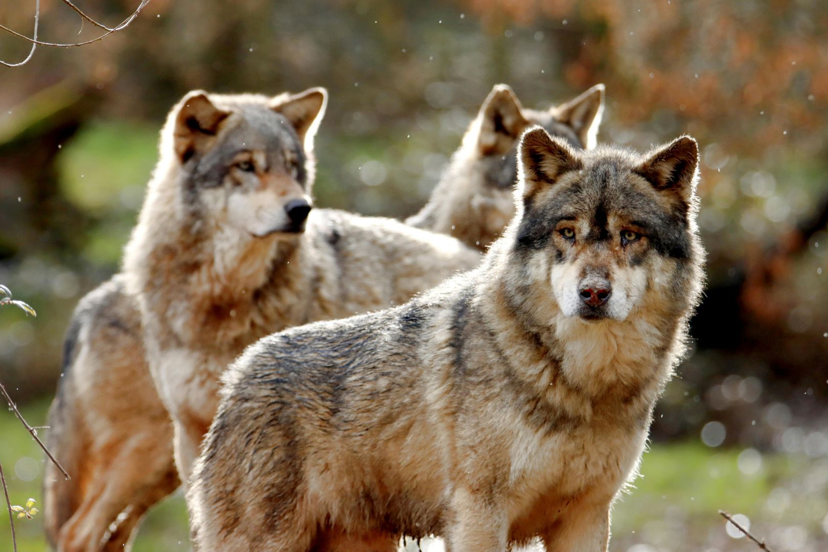 Luna de Lobo 2025: ¿Cuándo es, cómo afecta y dónde verla?