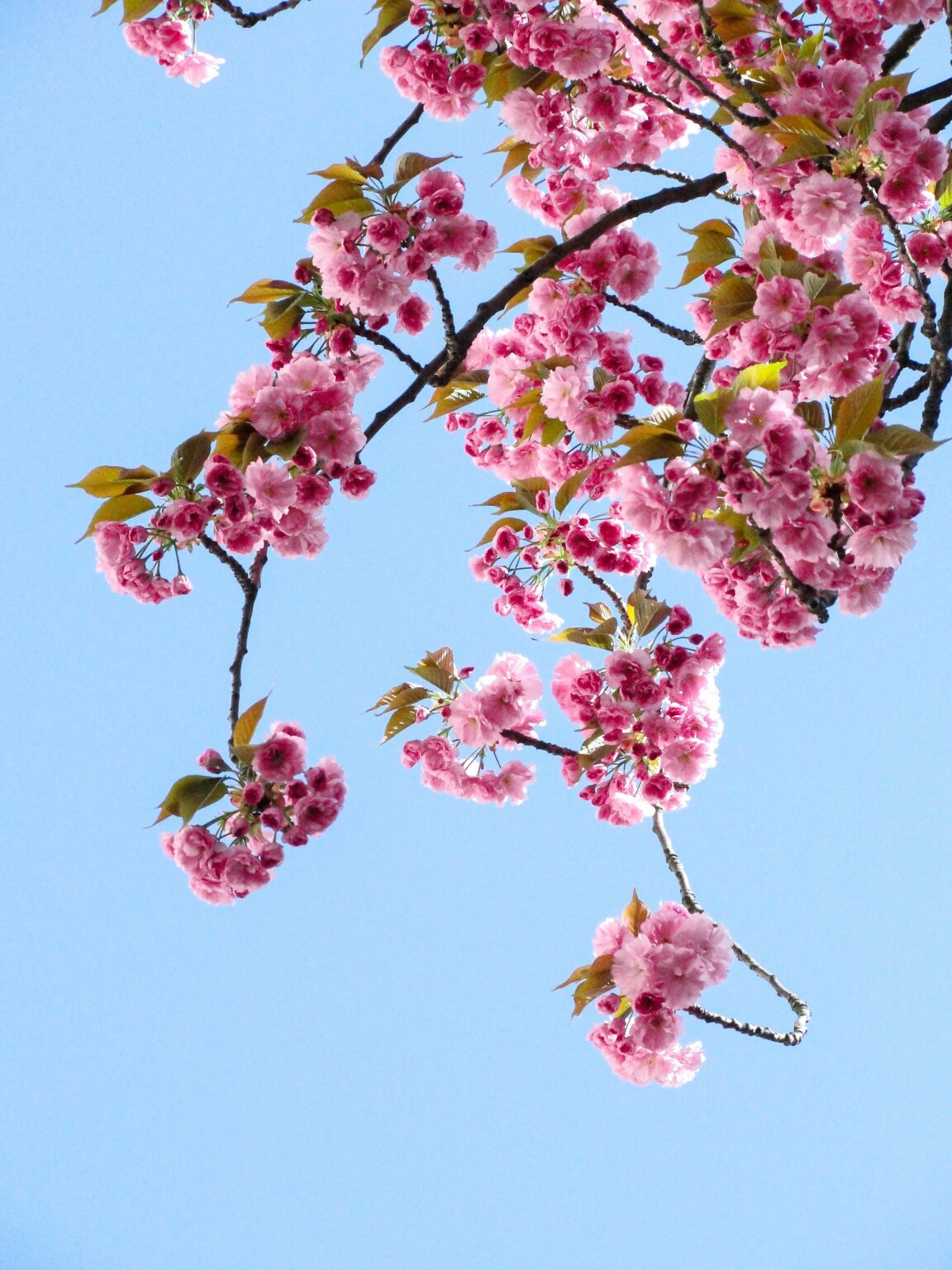 Primavera: Concepto, características y simbología de la Estación
