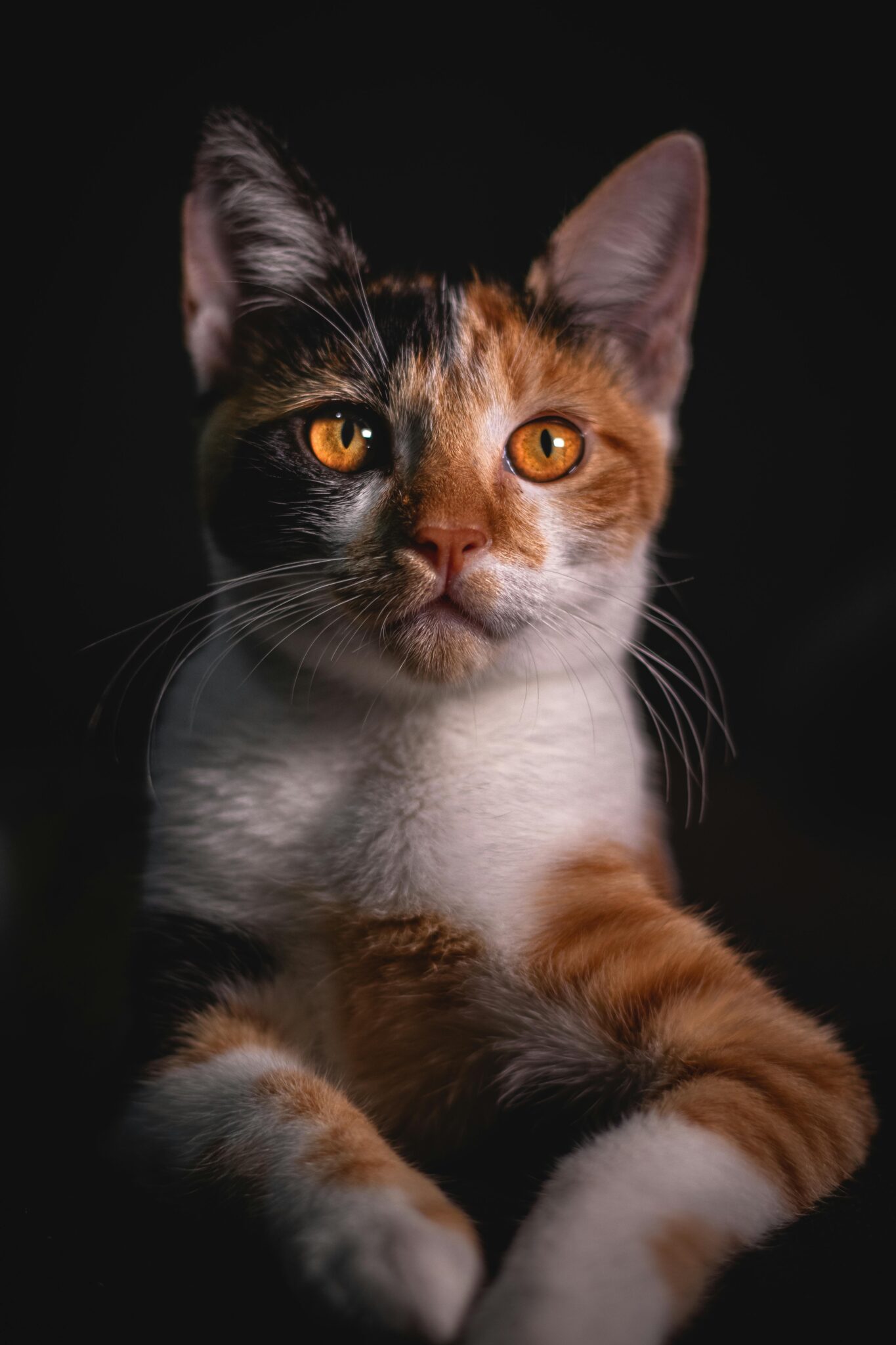 Gatos y su misión espiritual según su color: ¿Qué energía traen?
