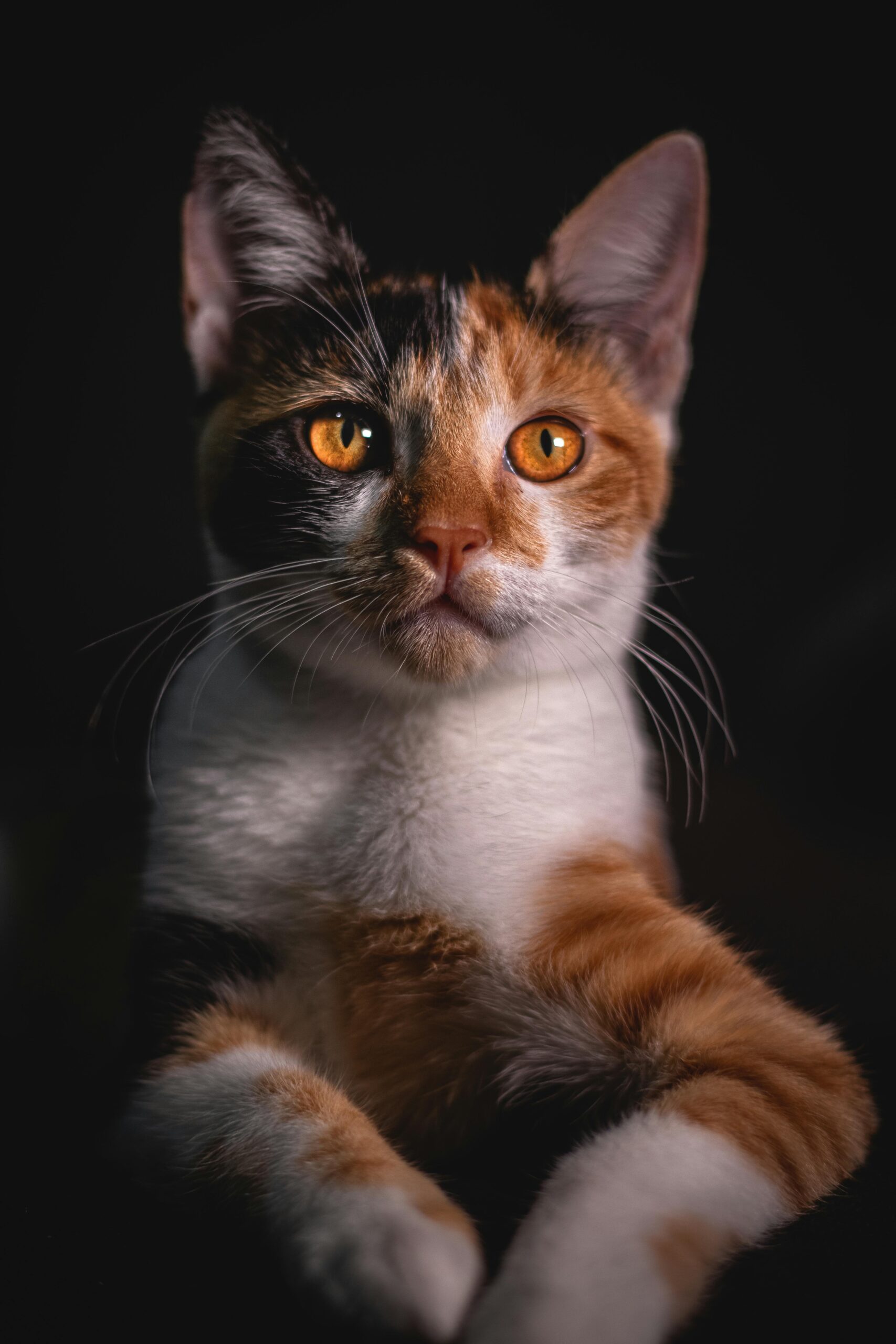Gatos y su misión espiritual según su color: ¿Qué energía traen?