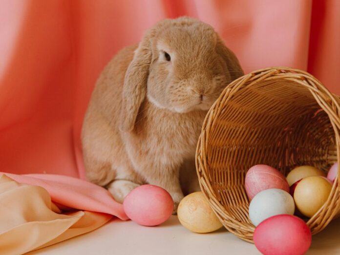 Conejo de Pascua: Origen, tradición y significado