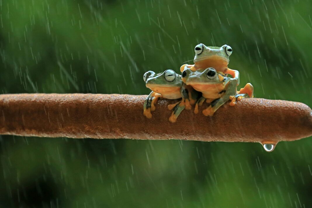 Qué significa soñar con ranas y cómo interpretarlo