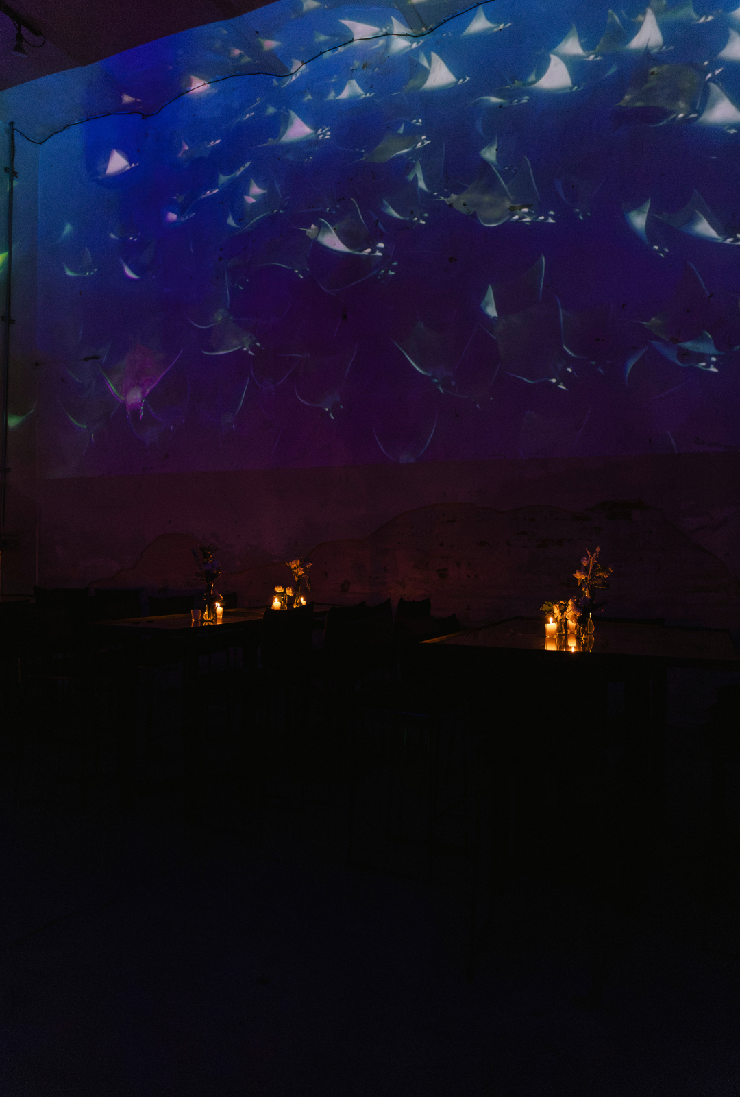 Gala Sinfonía Oceánica: Un evento para concientizar