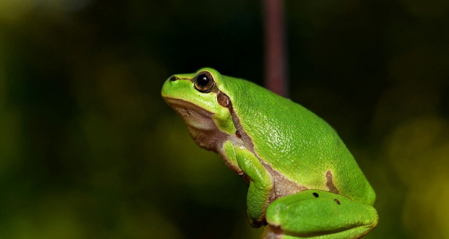 Qué significa soñar con ranas y cómo interpretarlo