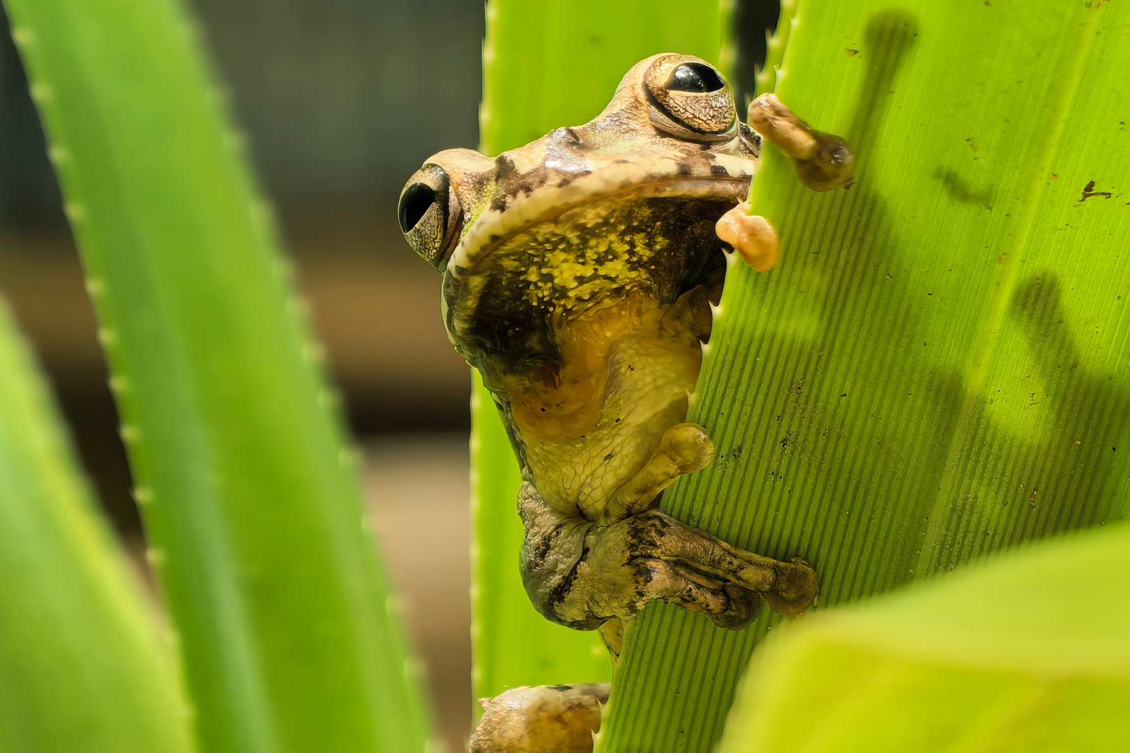 ¿Valen la pena los HUAWEI Pura 80? Esto es lo que debes saber