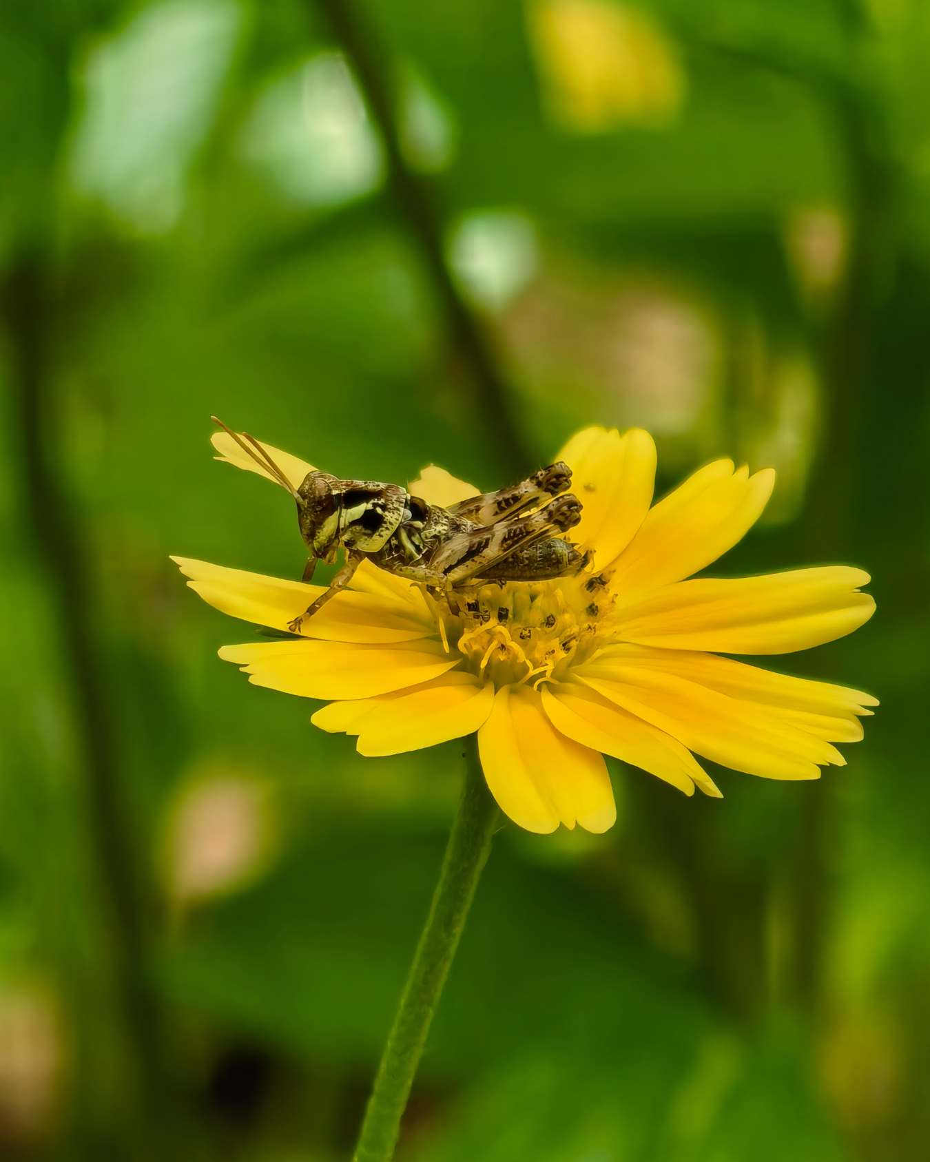 ¿Valen la pena los HUAWEI Pura 80? Esto es lo que debes saber