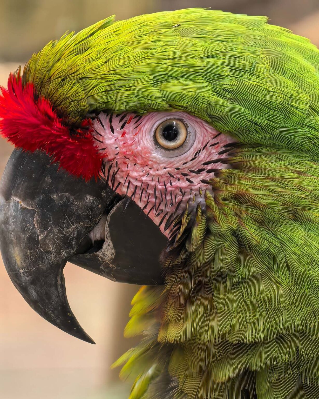 ¿Valen la pena los HUAWEI Pura 80? Esto es lo que debes saber