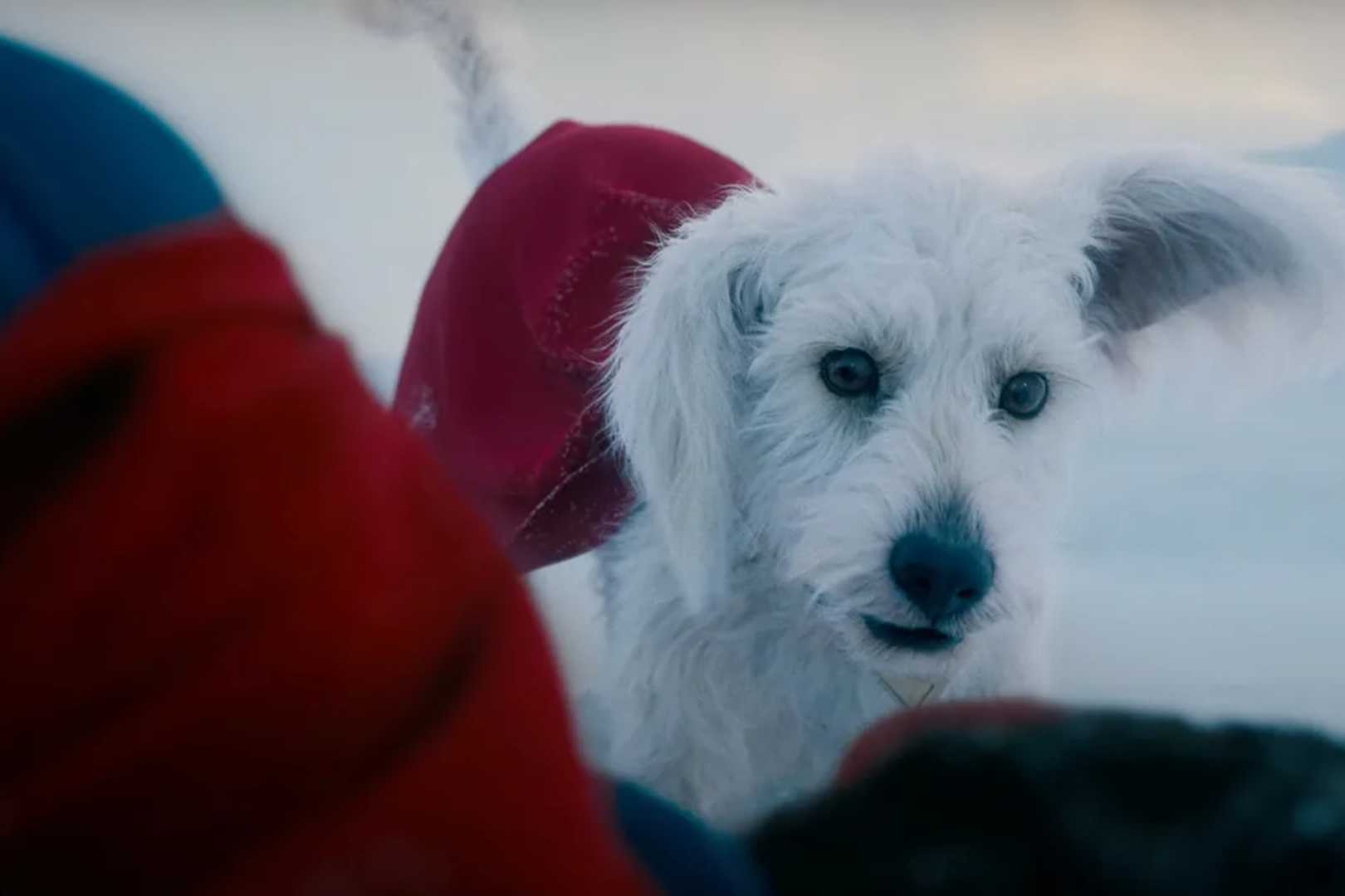 Krypto, el perro de Superman: Raza, historia y poderes