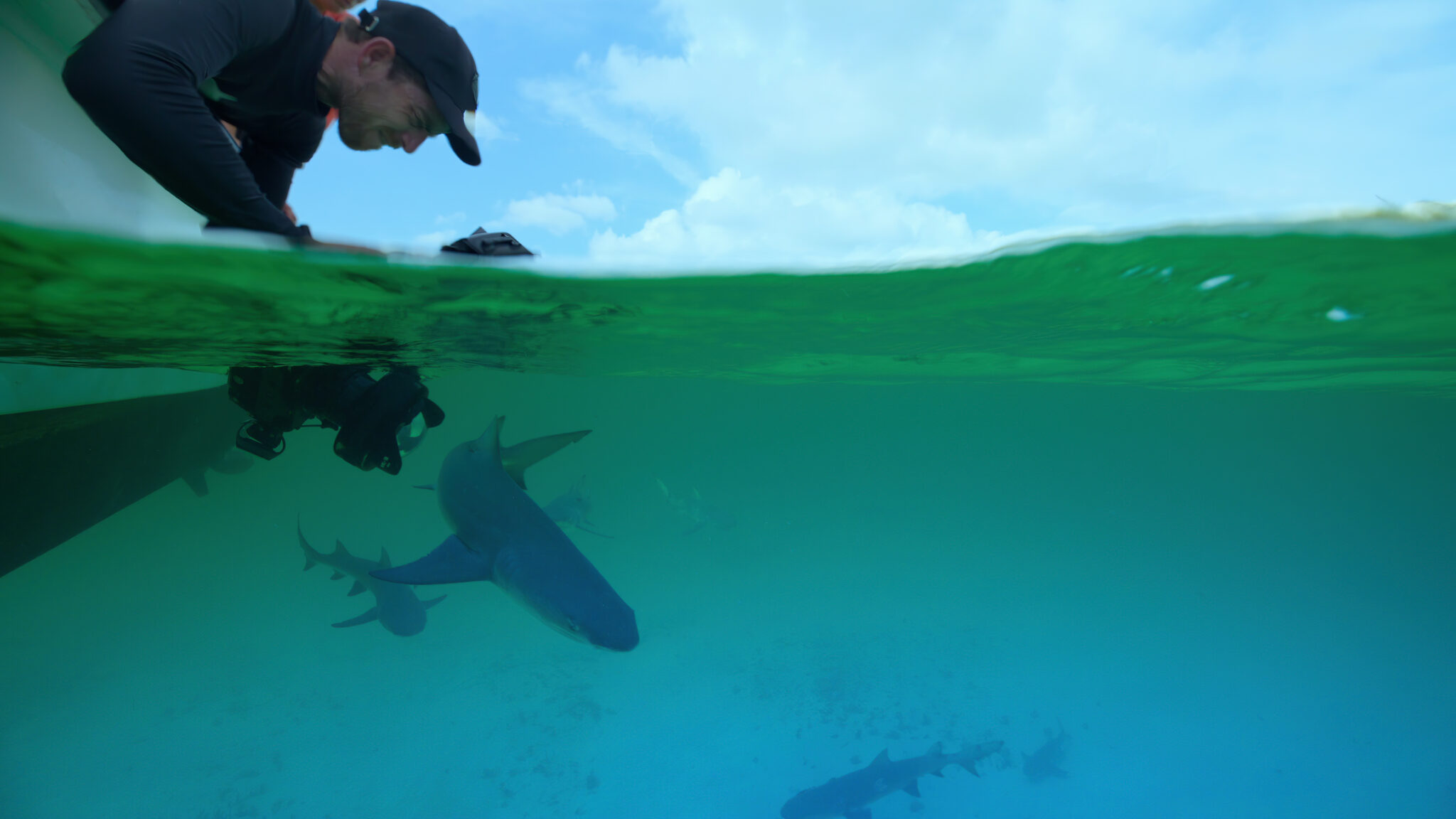 Todos Los Tiburones Dónde Ver Y Sinopsis Del Documental