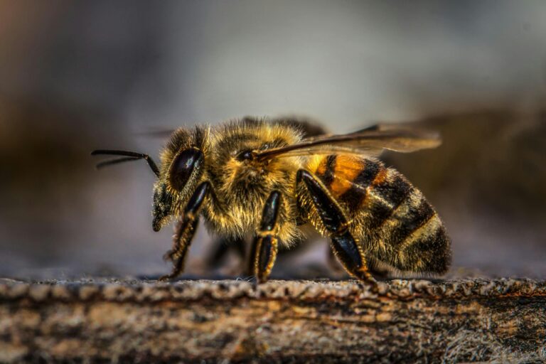 Qué significa encontrar una abeja muerta en tu casa