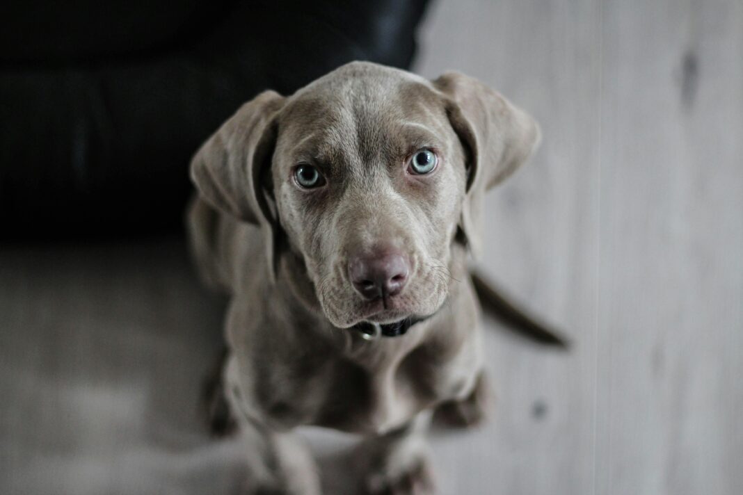 ¿Por qué deberías sacar a pasear a tu perro 30 minutos?