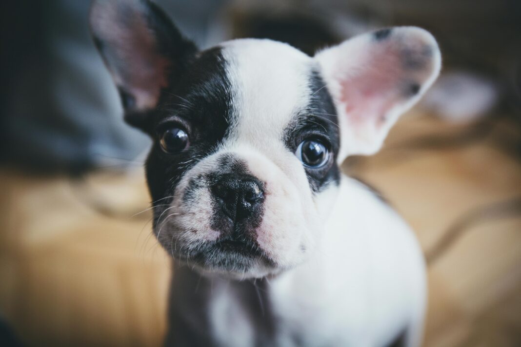¿Por qué deberías sacar a pasear a tu perro 30 minutos?