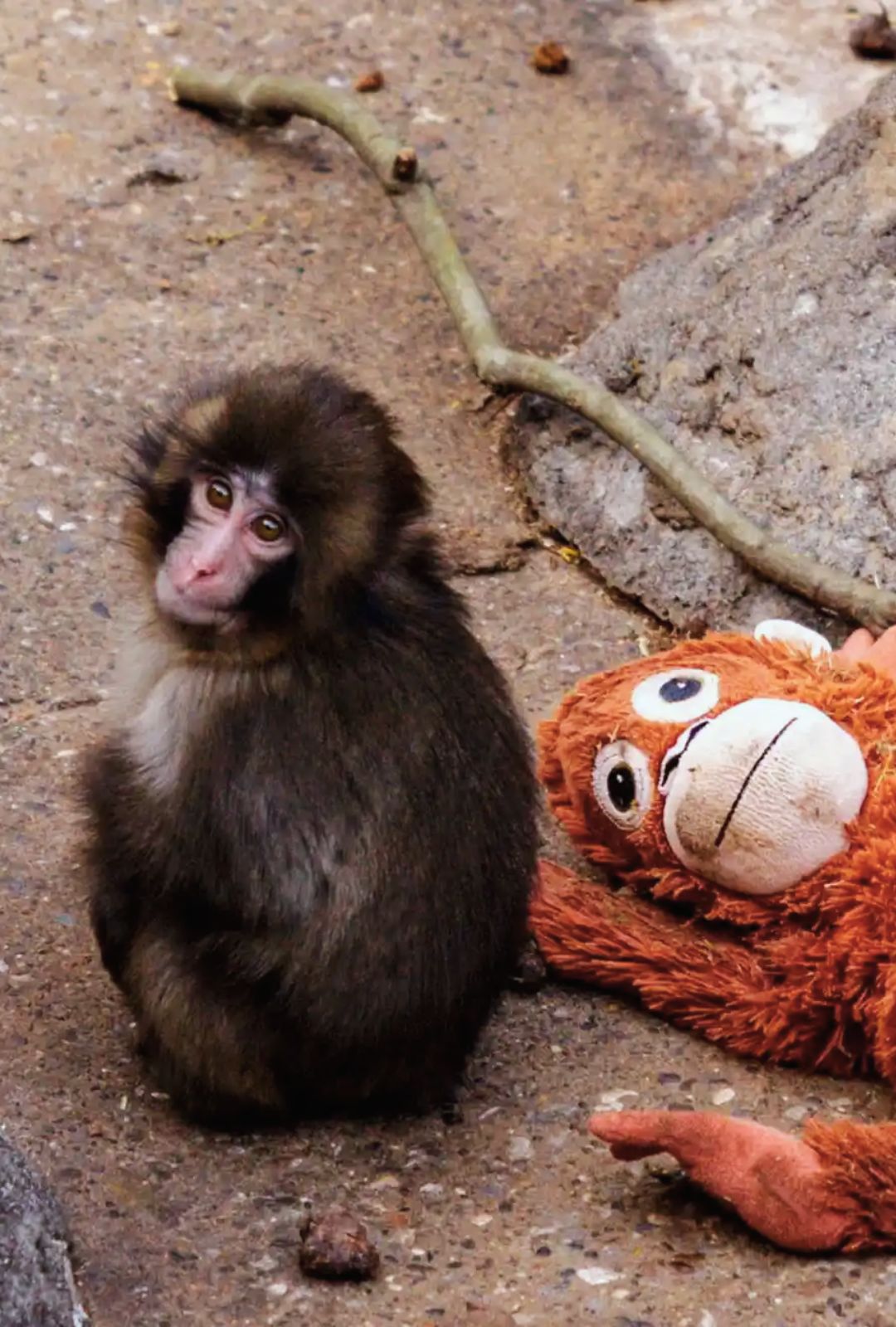 Quién es Punch: historia del mono que no se separa de su peluche